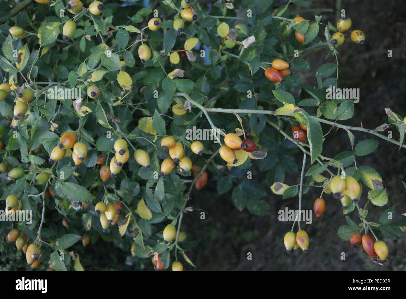 fleur de France Stock Photo - Alamy