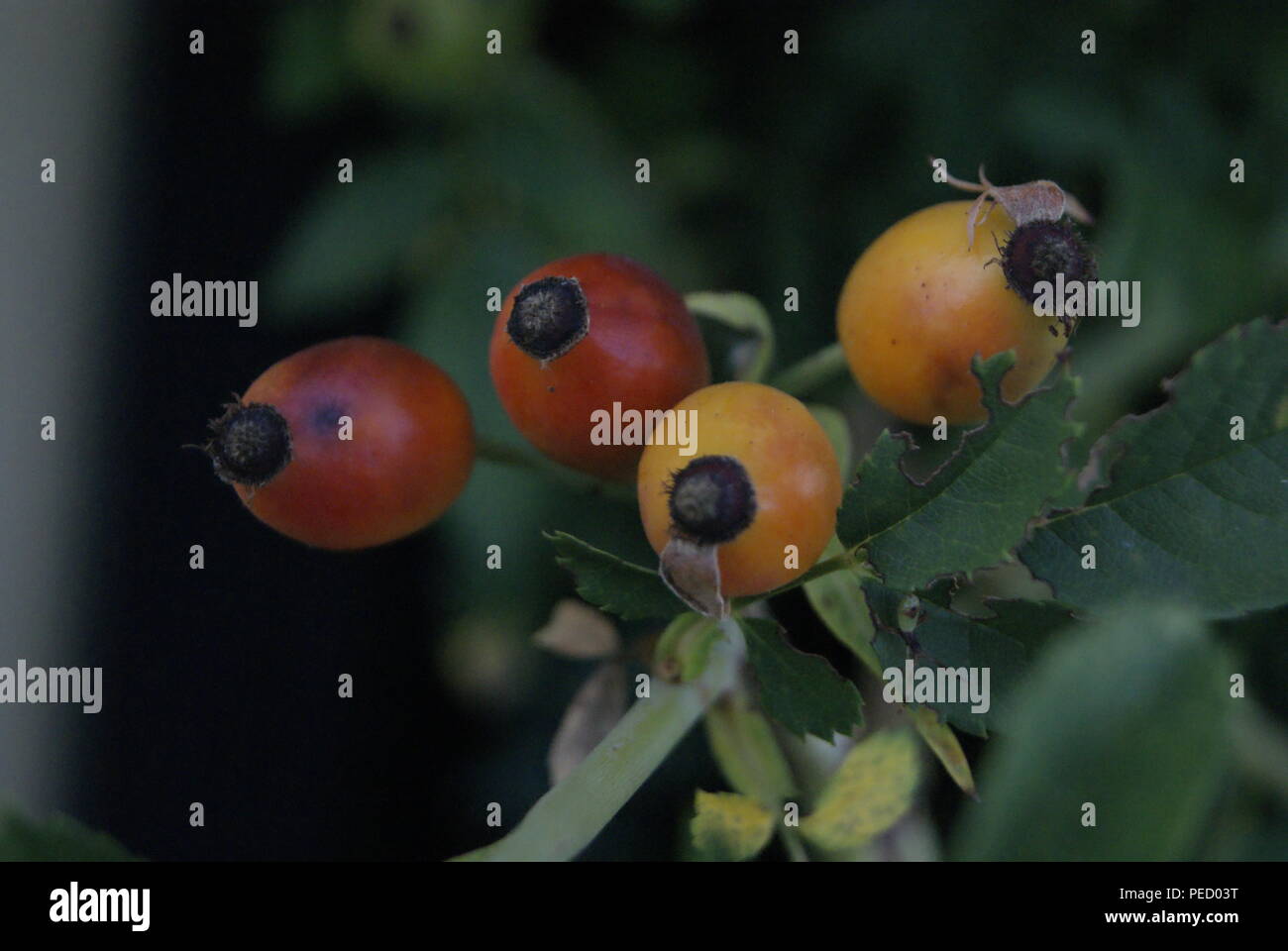fleur de France Stock Photo - Alamy