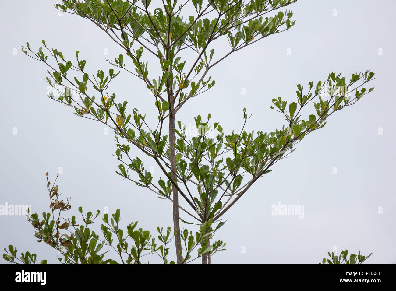 Ivory coast almond tree hi-res stock photography and images - Alamy