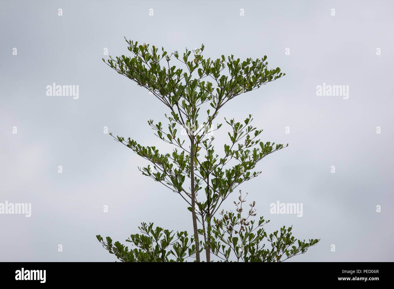 Close up Big tree or Ivory Coast Almond Tree Stock Photo - Alamy