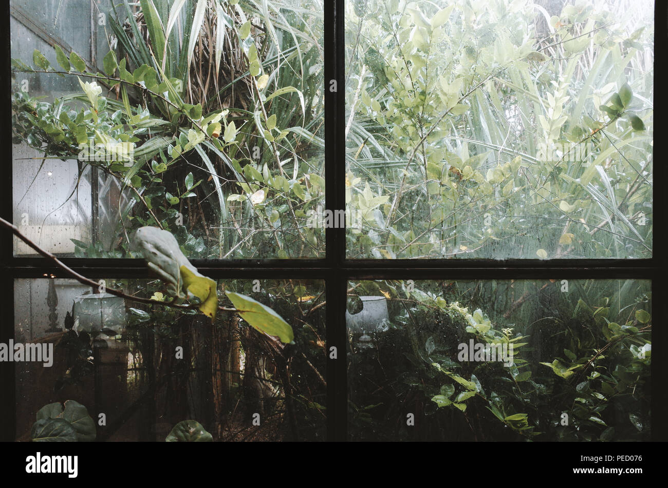 Rainy Day with nature plant in the window Stock Photo - Alamy