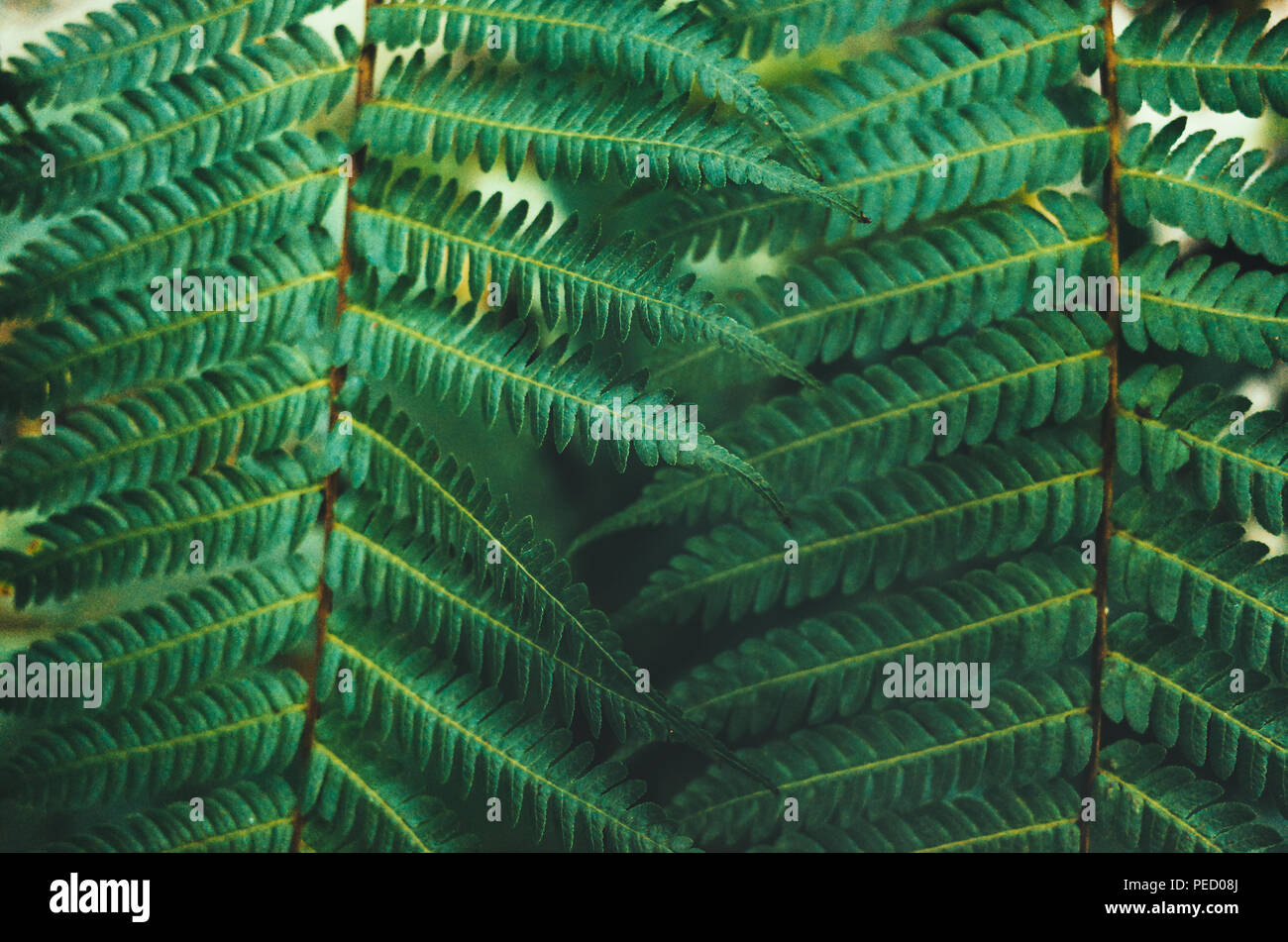 Nature Leaves Texture Background Stock Photo - Alamy