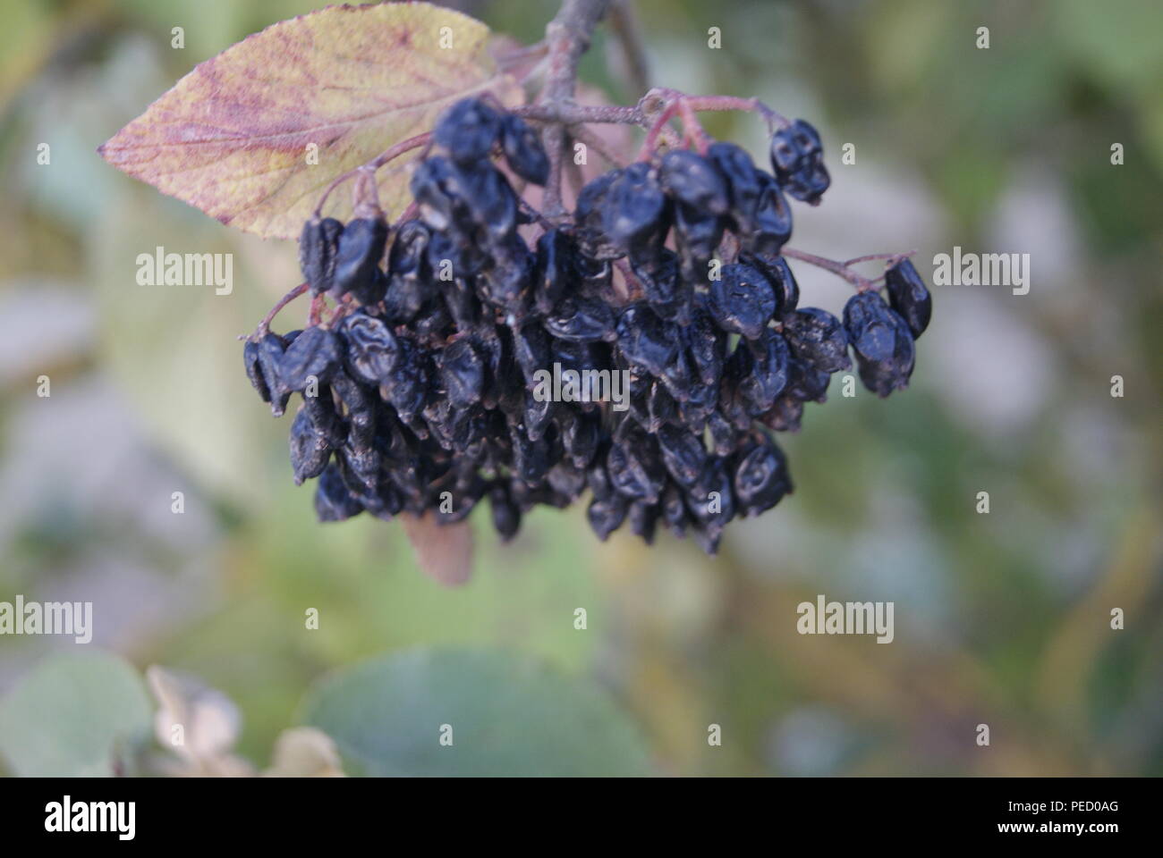 plante de France Stock Photo - Alamy