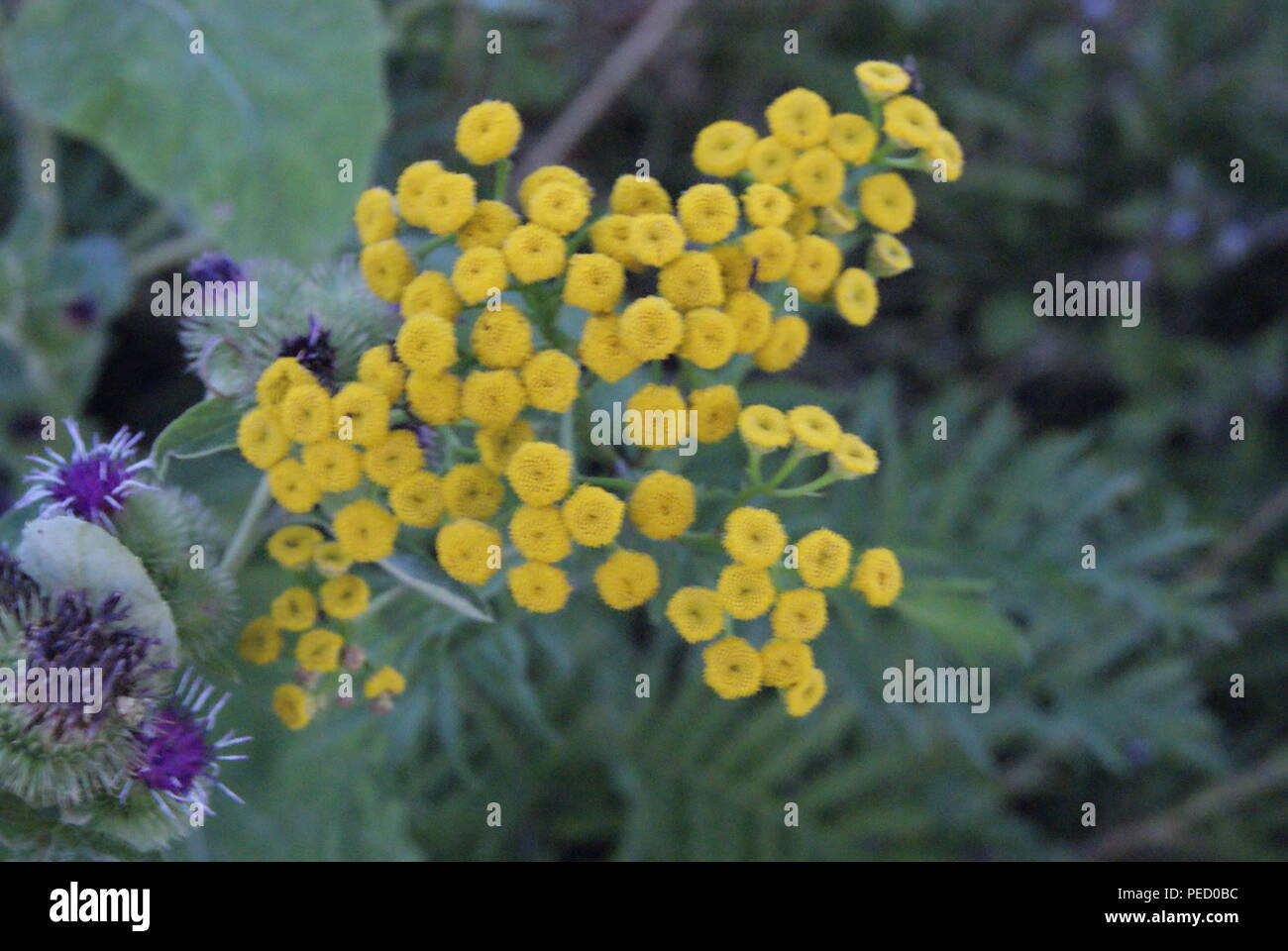 fleur de France Stock Photo - Alamy