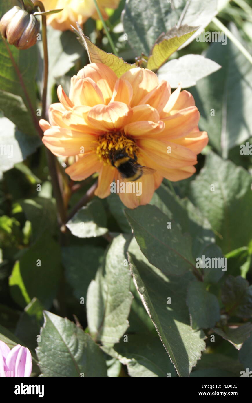 fleur de France Stock Photo - Alamy