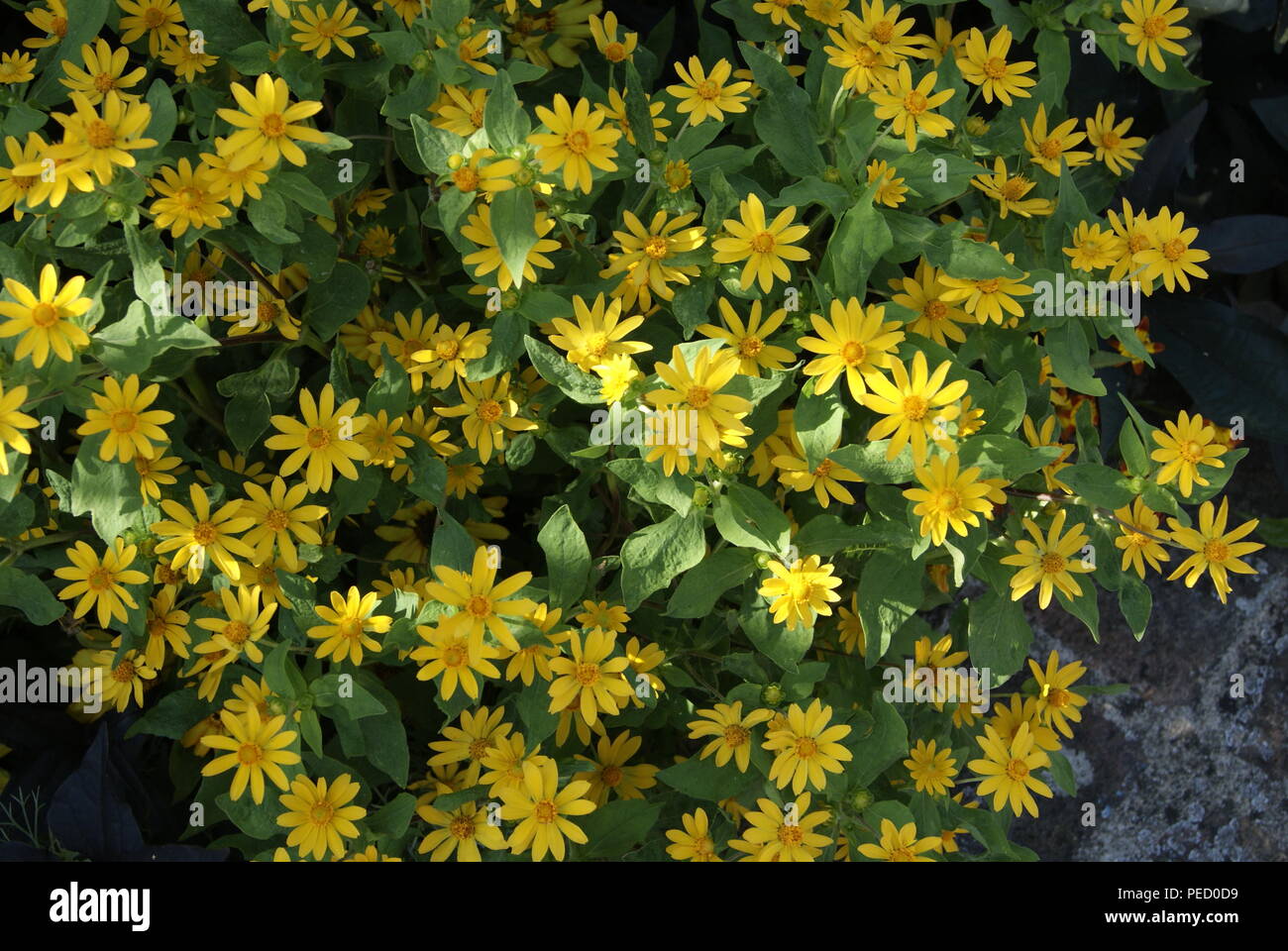 fleur de France Stock Photo - Alamy