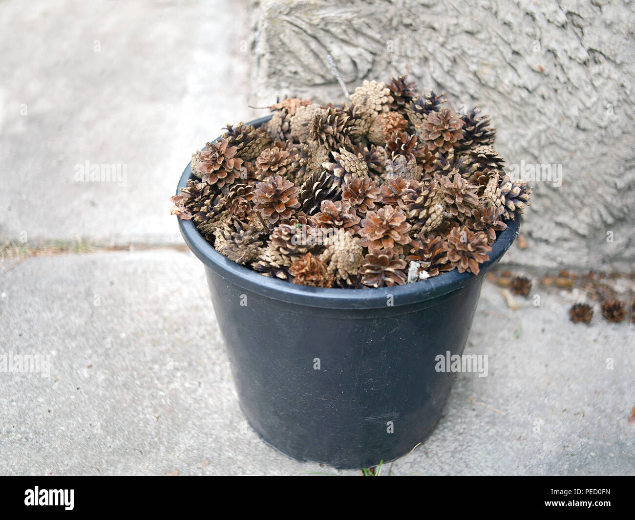 Closeup of a basket full of pine cones, placed on concrete tiled floor ...