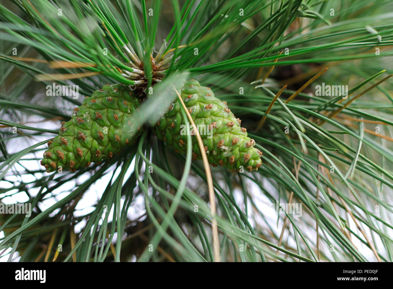 Pincone hanging on the fir tree branch Stock Photo - Alamy