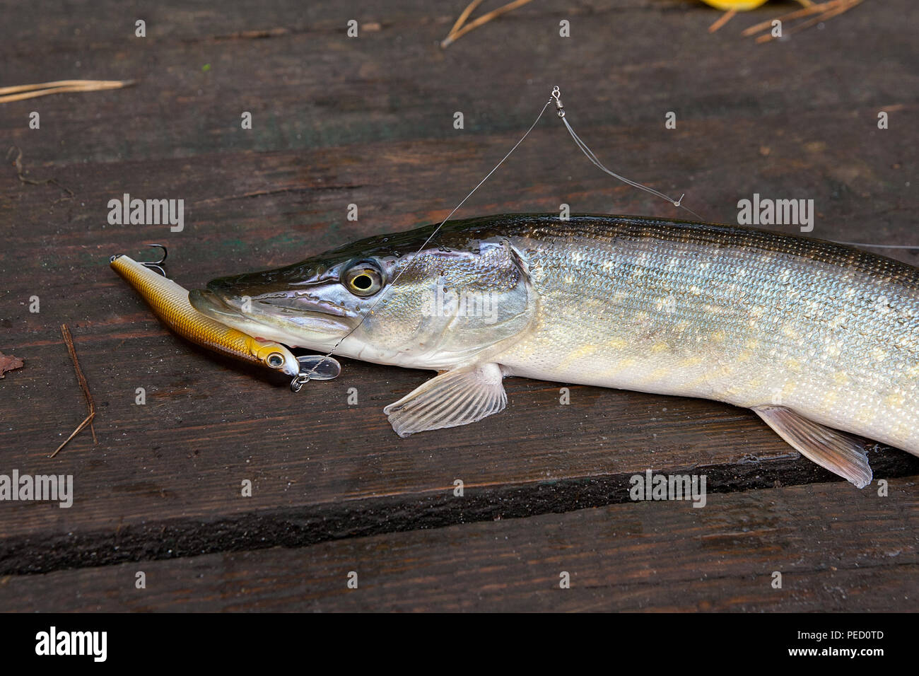 Freshwater Northern pike fish know as Esox Lucius on vintage wooden ...