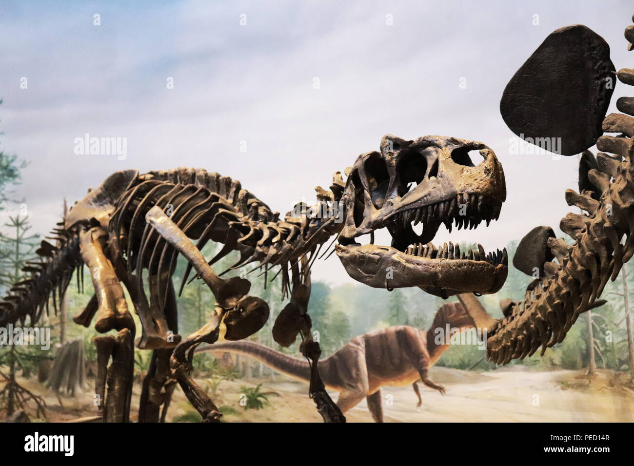 Raptor skull hi-res stock photography and images - Alamy