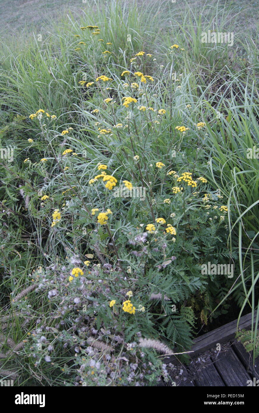fleur de France Stock Photo - Alamy