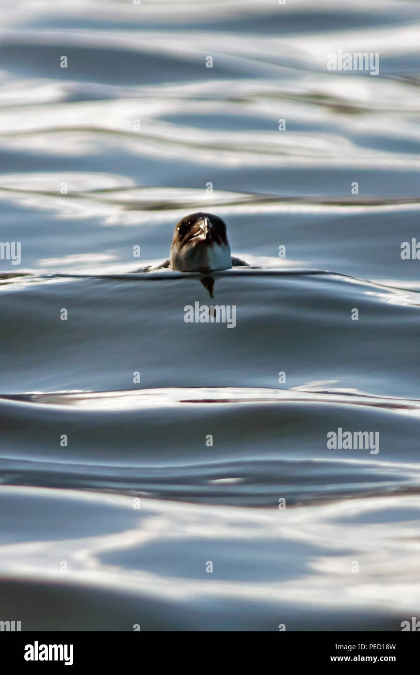 Juvenile razorbill hi-res stock photography and images - Alamy