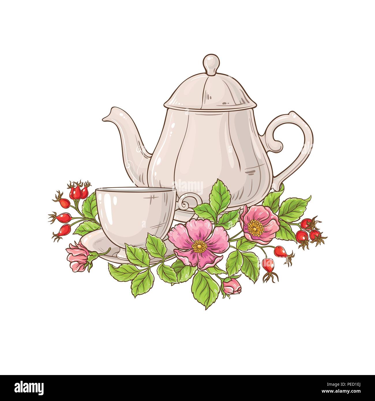 wild rose tea illustration on white background Stock Vector Image & Art ...