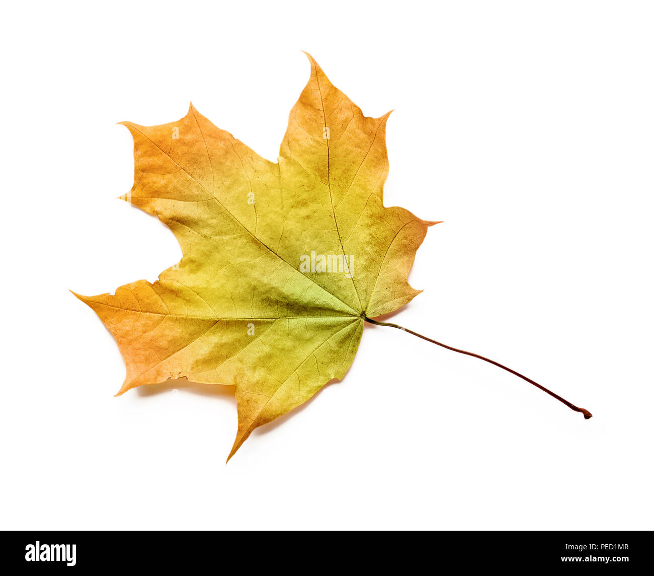 Autumn leaf isolated with clipping path Stock Photo - Alamy