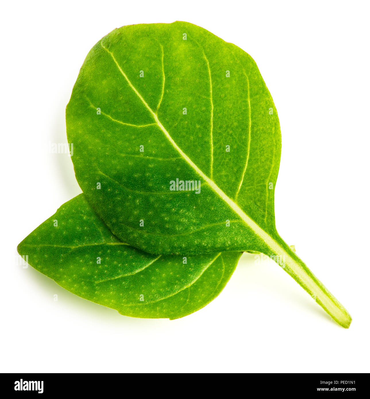 Two fresh basil leaf on white background with clipping path. Top view ...