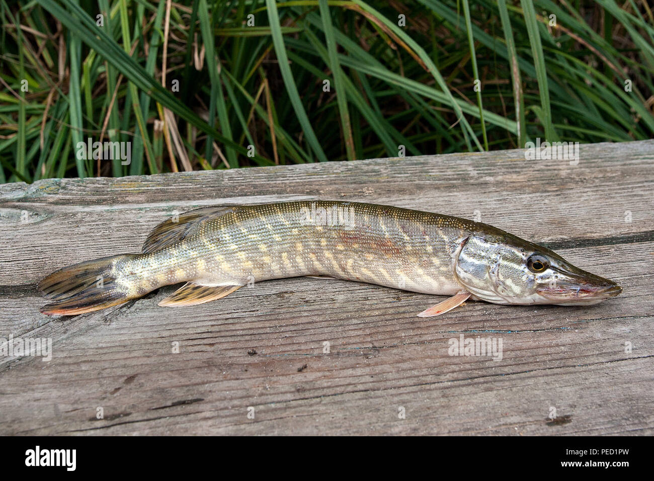 Freshwater Northern pike fish know as Esox Lucius lying on vintage ...