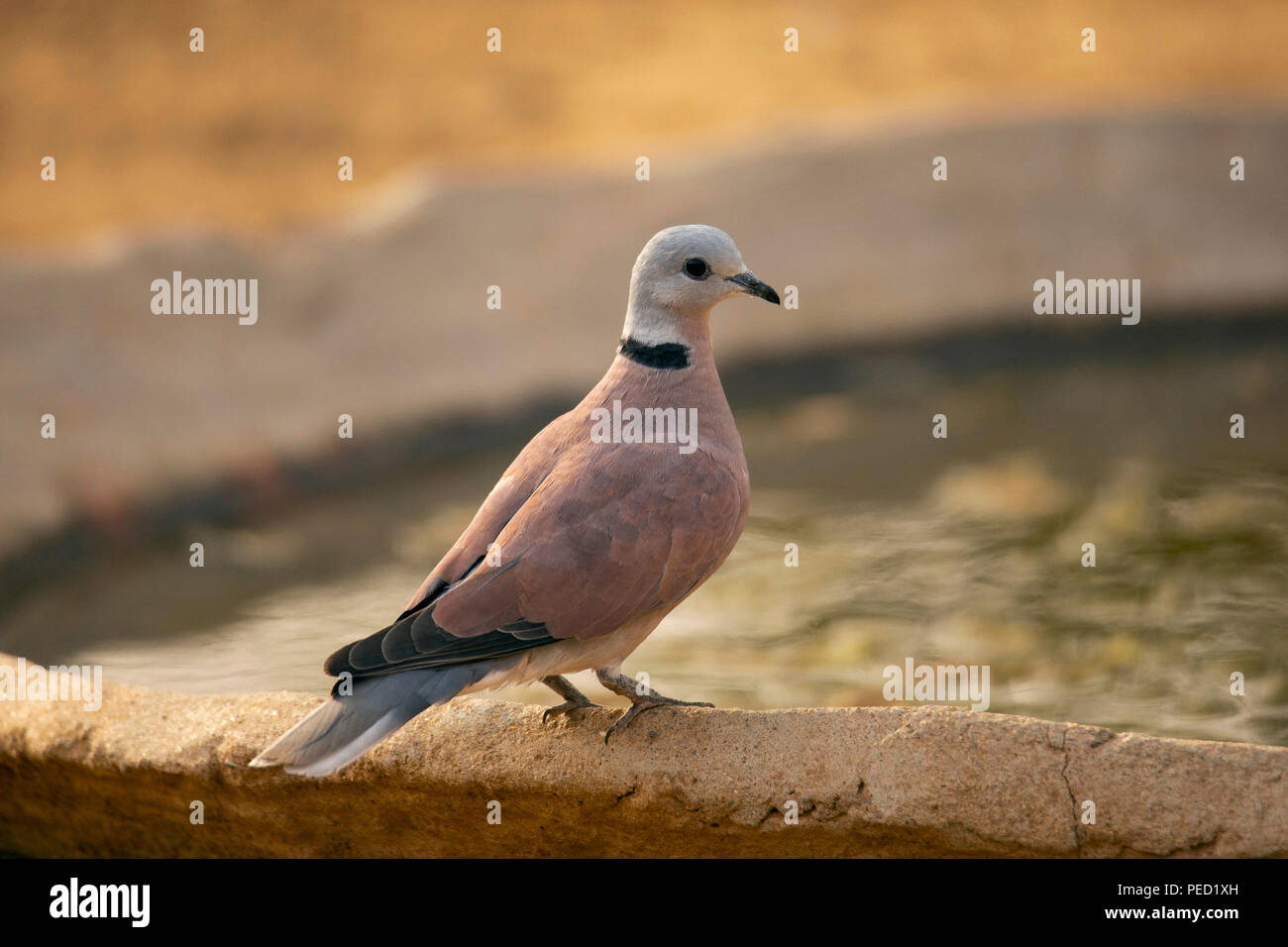 Red Turtle Dove, Streptopelia tranquebarica, Jhalana, Rajasthan, India ...