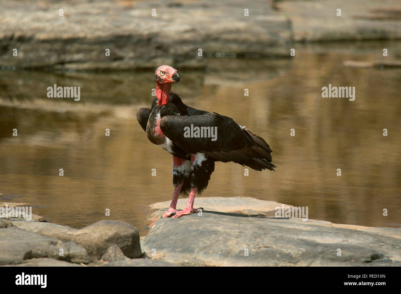 Red-headed Vulture, Sarcogyps calvus, Panna Tiger Reserve, Madhya ...