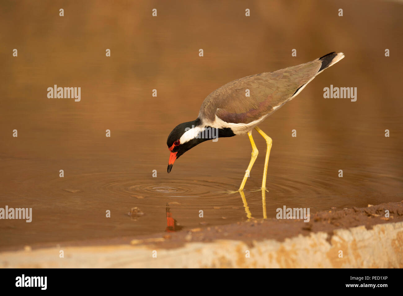 Red-wattled Lapwing, Vanellus indicus, Jhalana, Rajasthan, India Stock ...