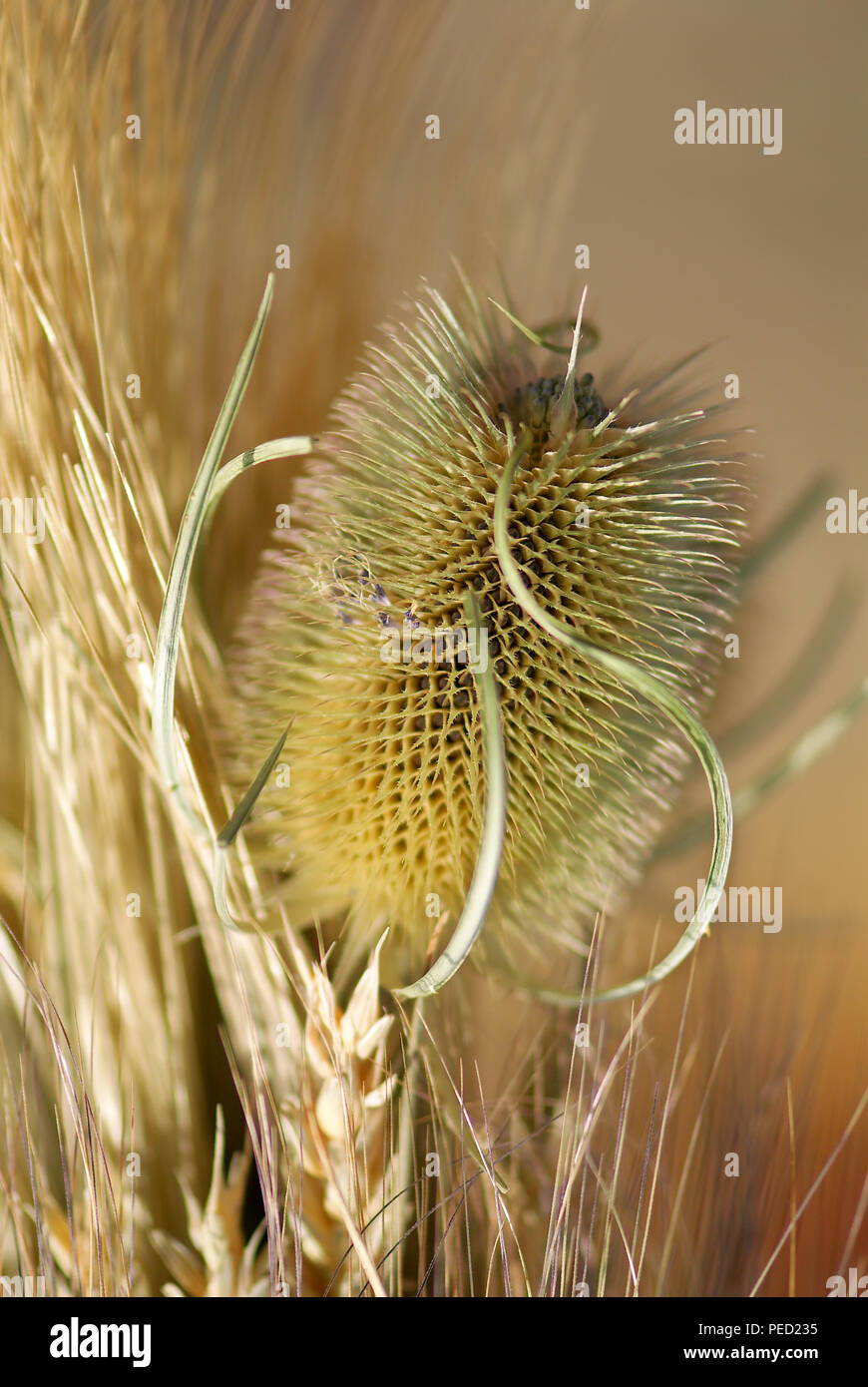 Prickle of a dry thistle. A close up Stock Photo - Alamy