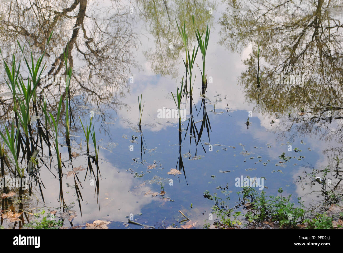 reflection of trees in the pond water Stock Photo - Alamy