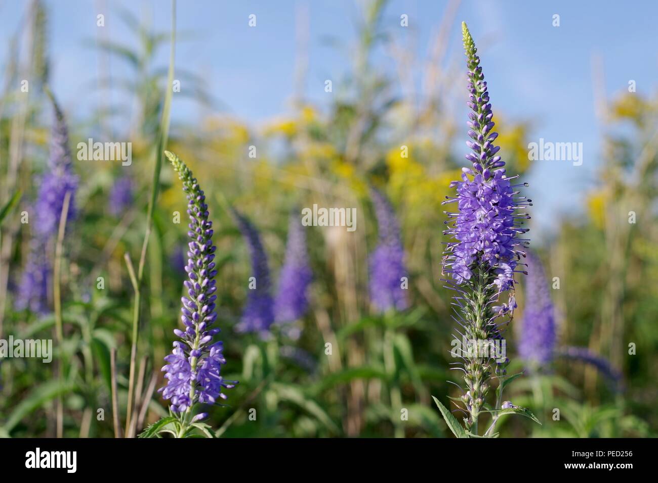 Spiked speedwell in summer hi-res stock photography and images - Alamy