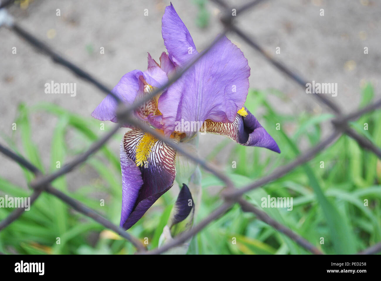 Net flower hi-res stock photography and images - Alamy