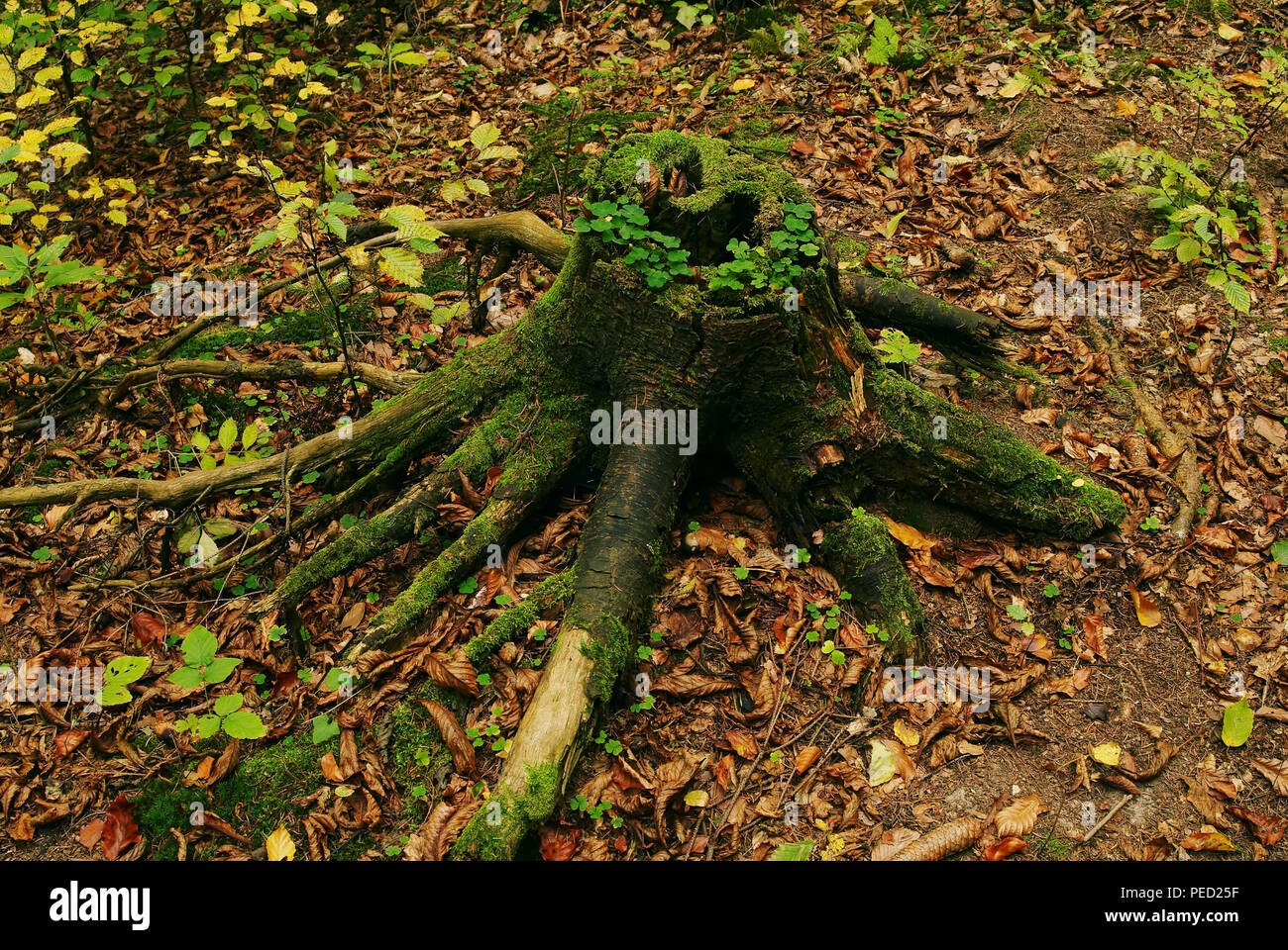 Photo of old stump in an autumn forest Stock Photo - Alamy