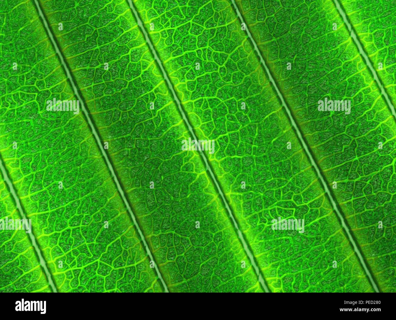 Close-up on the structure of a green leaf Stock Photo - Alamy