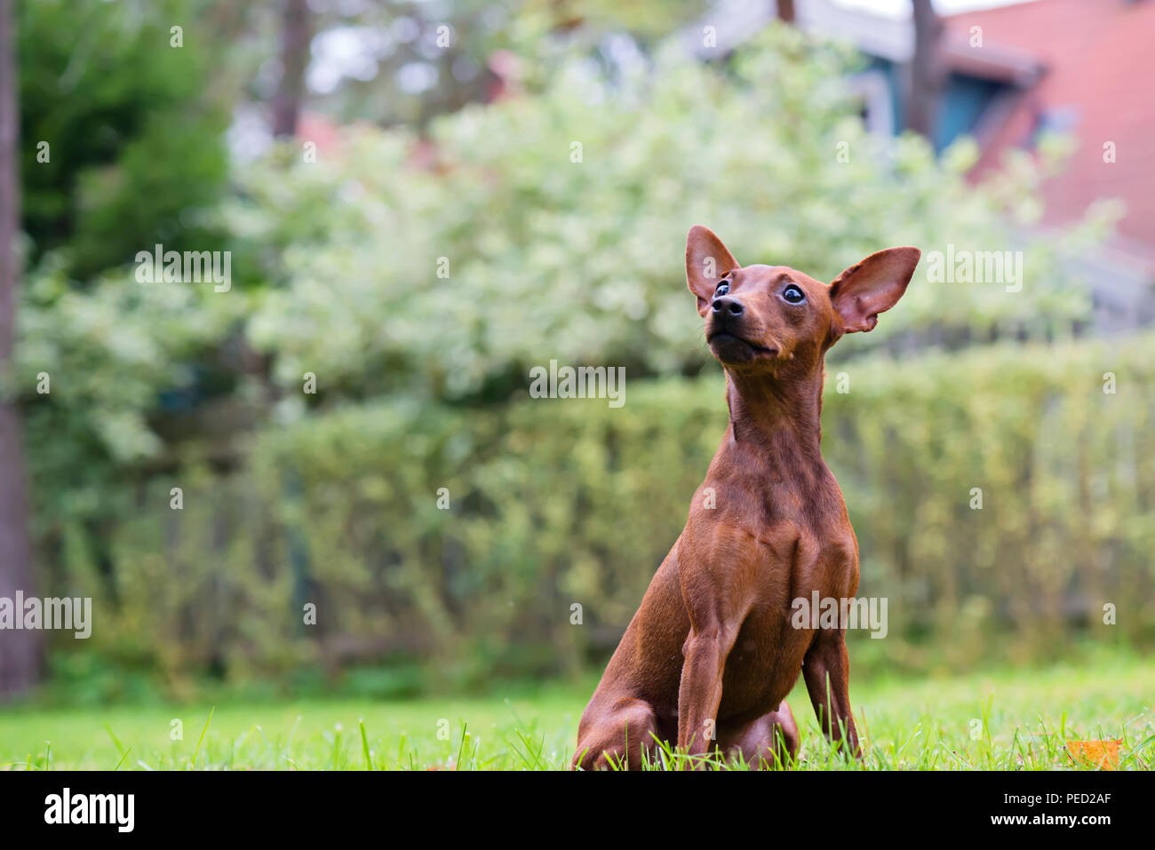 Portrait of a red miniature pinscher dog Stock Photo - Alamy