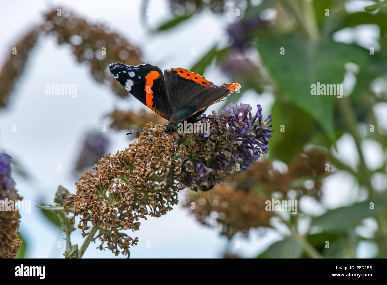 Red admiral butterfly images hi-res stock photography and images - Alamy