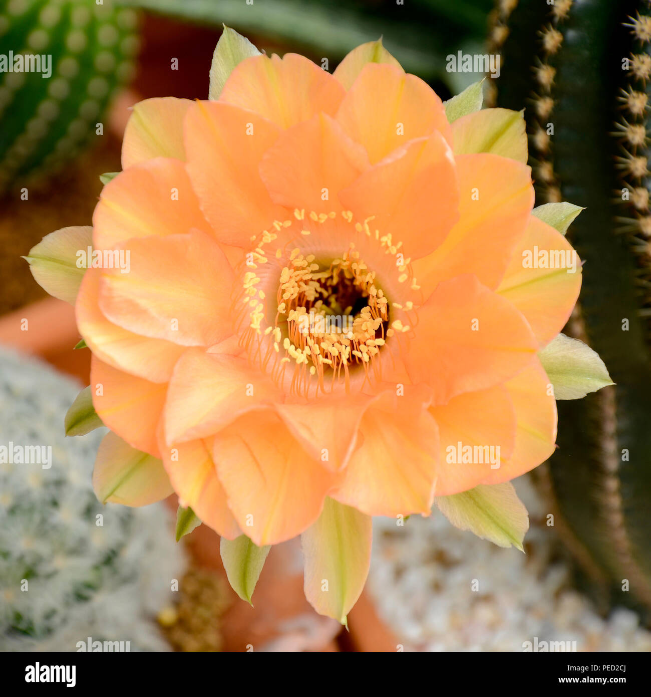 Echinopsis hybrid hi-res stock photography and images - Alamy