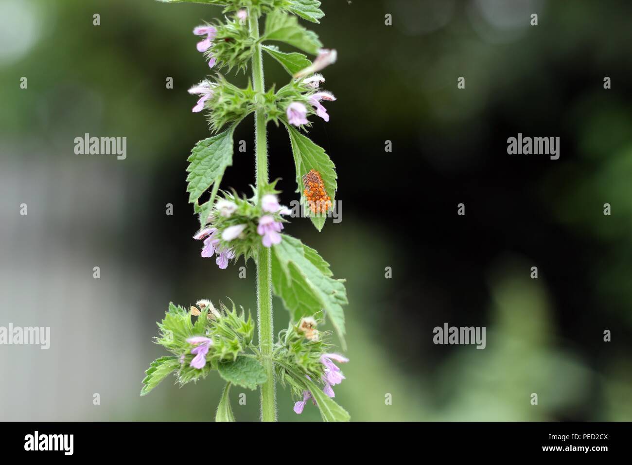 Purple stinging nettle hi-res stock photography and images - Alamy