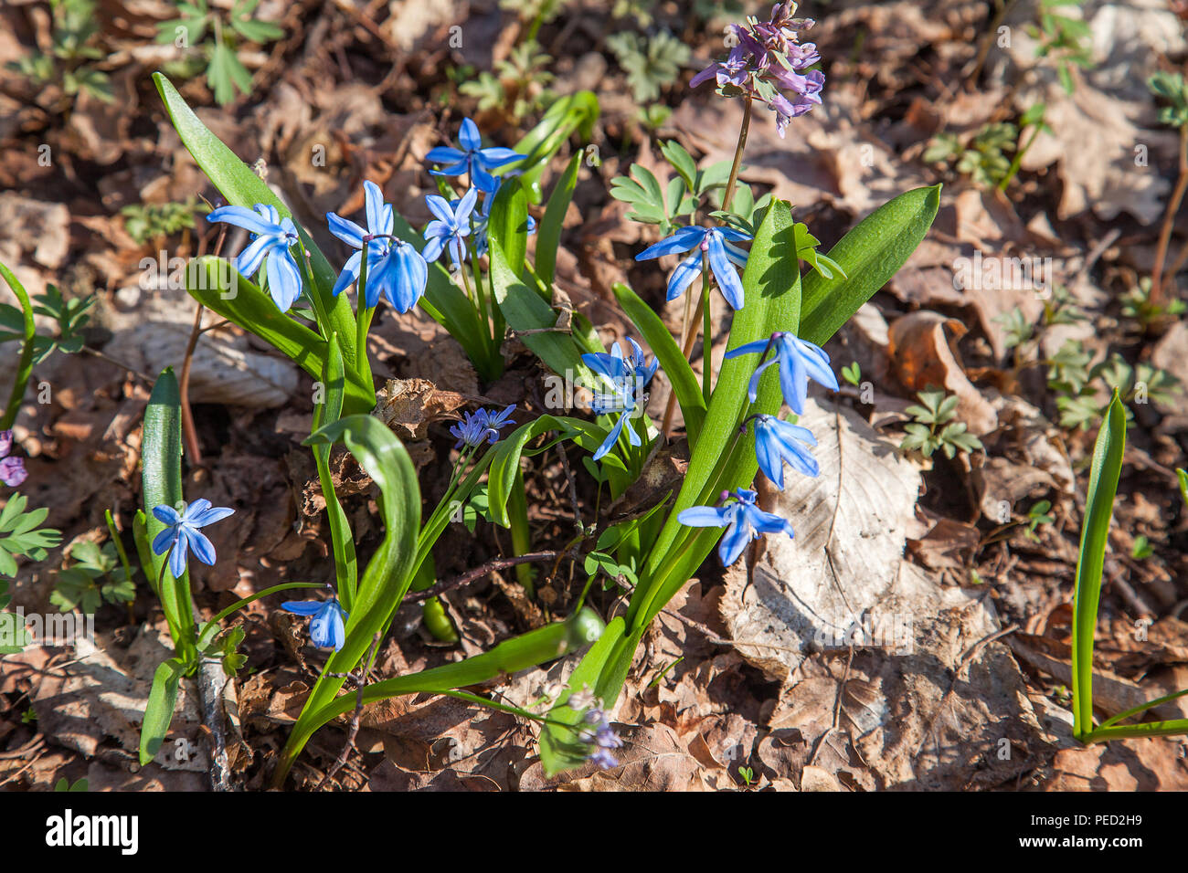 Siberian squill blue flowers hi-res stock photography and images - Alamy