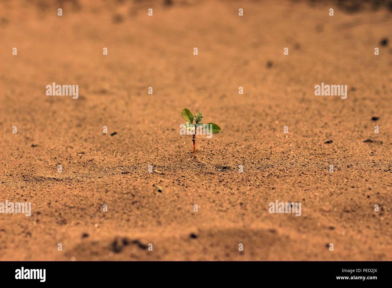 plant the mars Stock Photo - Alamy