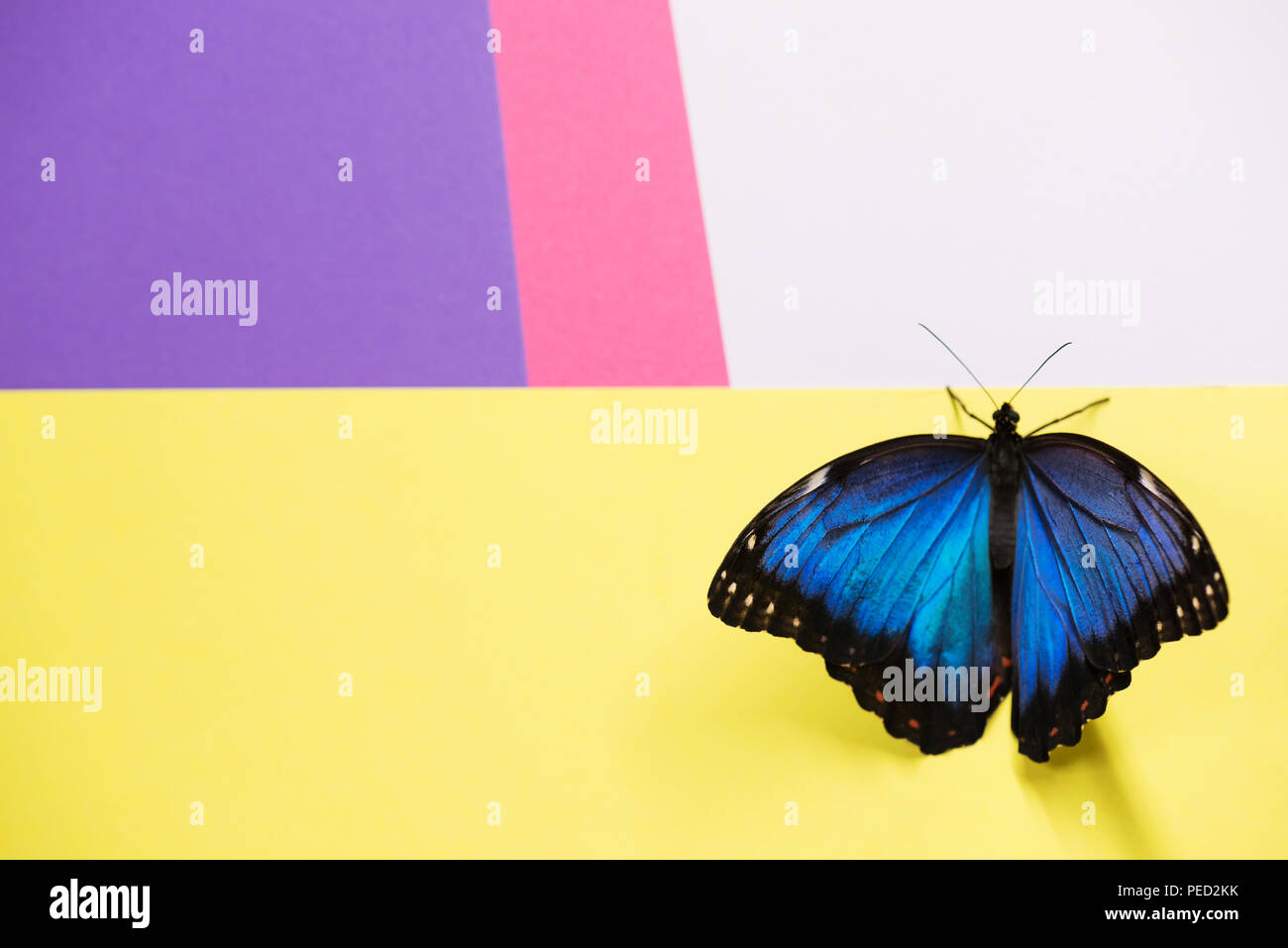 Morpho body hi-res stock photography and images - Alamy
