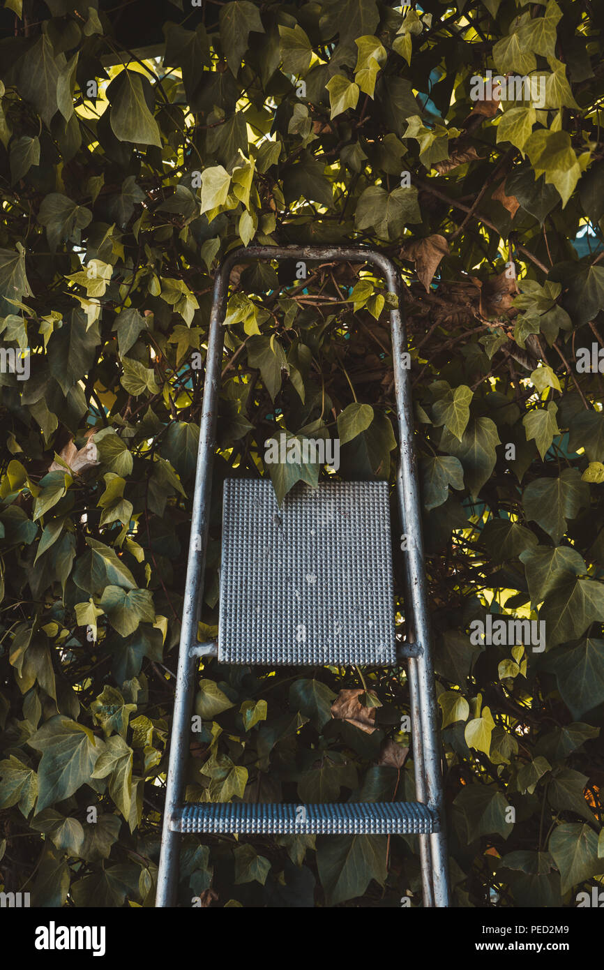 Ladder plant hi-res stock photography and images - Alamy