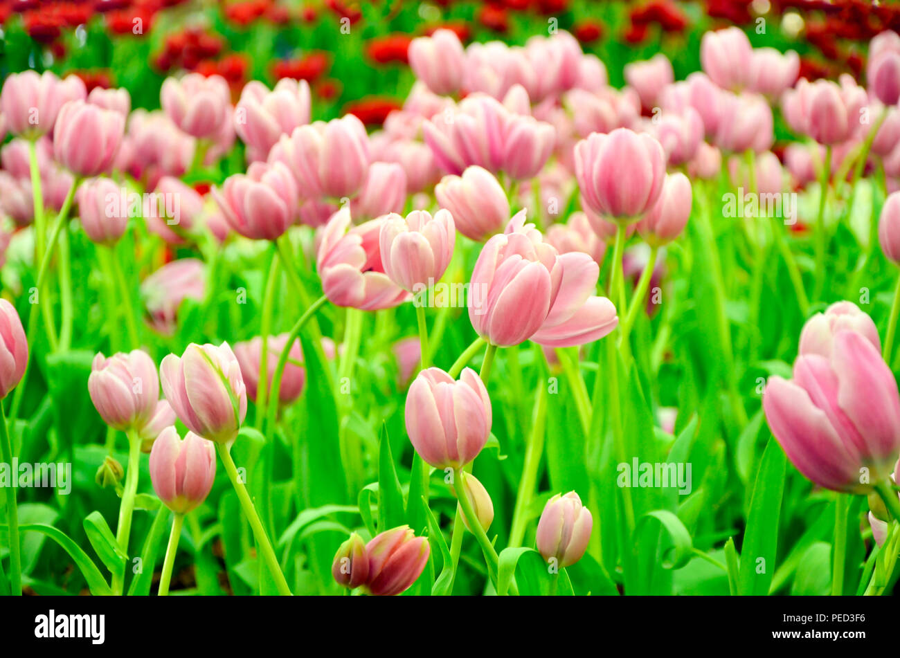 Beautiful tulips field flower hi-res stock photography and images - Alamy