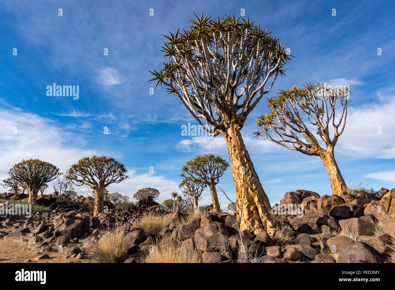 Aloidendron dichotomum, formerly Aloe dichotoma, the quiver tree or ...