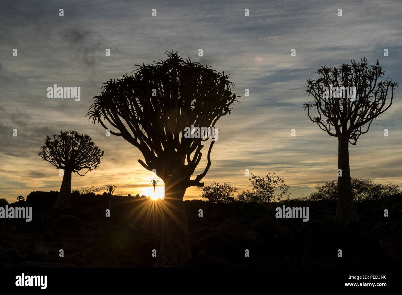 Aloidendron dichotomum, formerly Aloe dichotoma, the quiver tree or ...