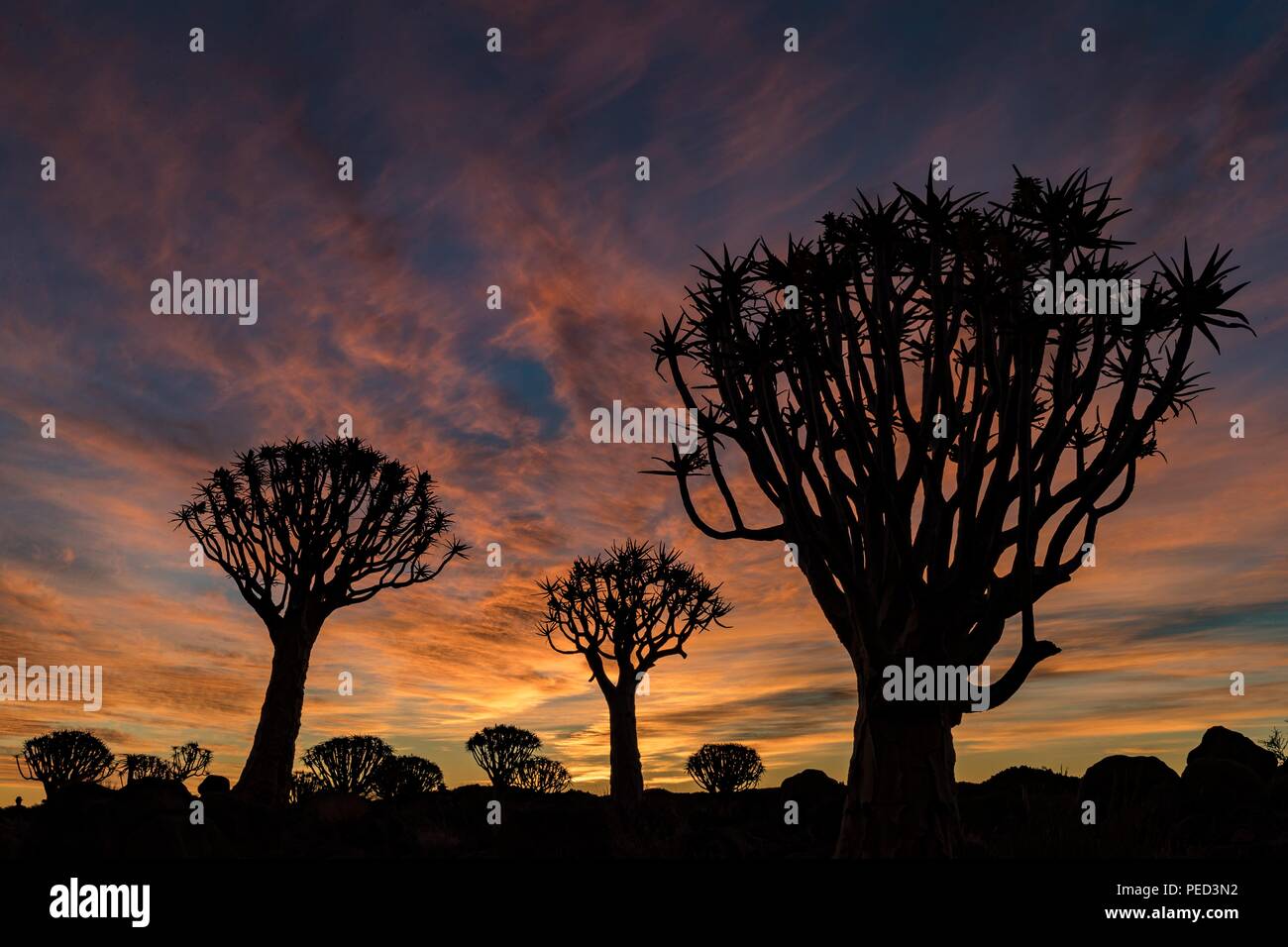 Aloidendron dichotomum, formerly Aloe dichotoma, the quiver tree or ...