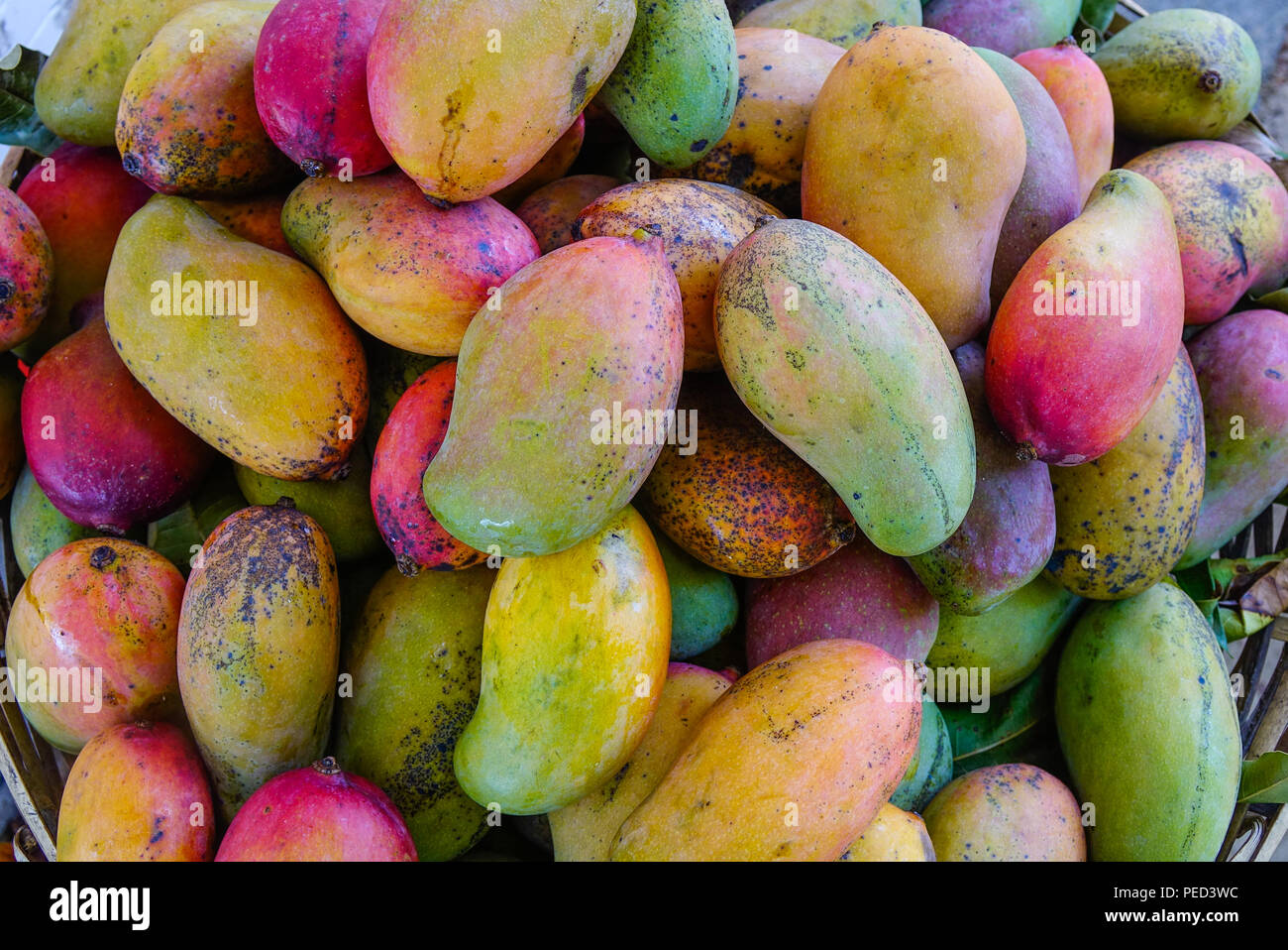 Delicious mango fruits at the rural market in Mauritius Island Stock ...