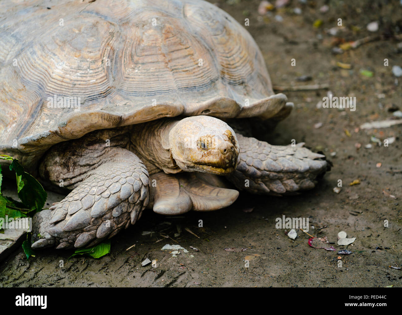 Giant african sulcata tortoise hi-res stock photography and images - Alamy