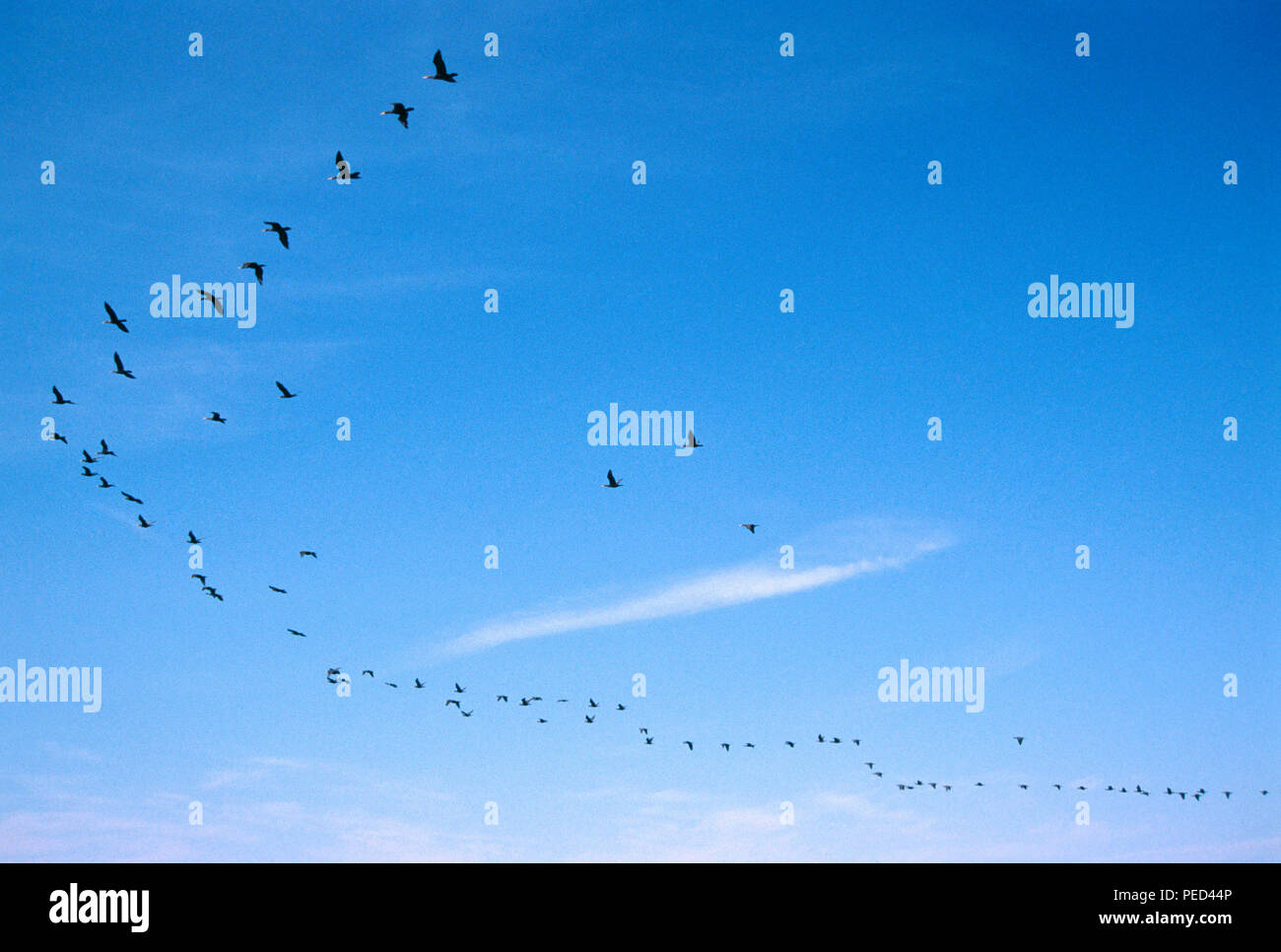 A flock of geese migrating Stock Photo - Alamy