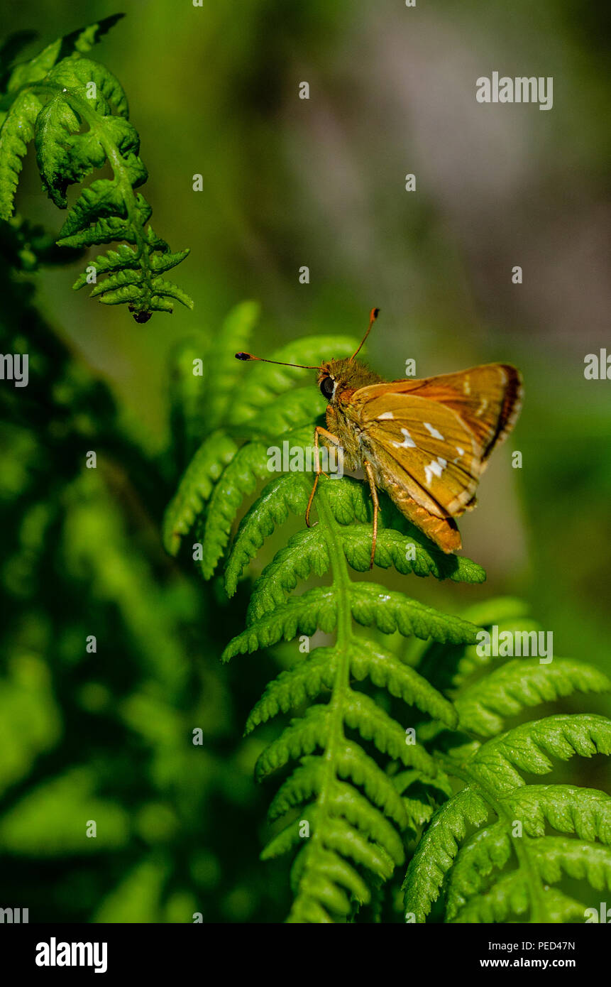 Skipper Butterfly at Rest Stock Photo - Alamy