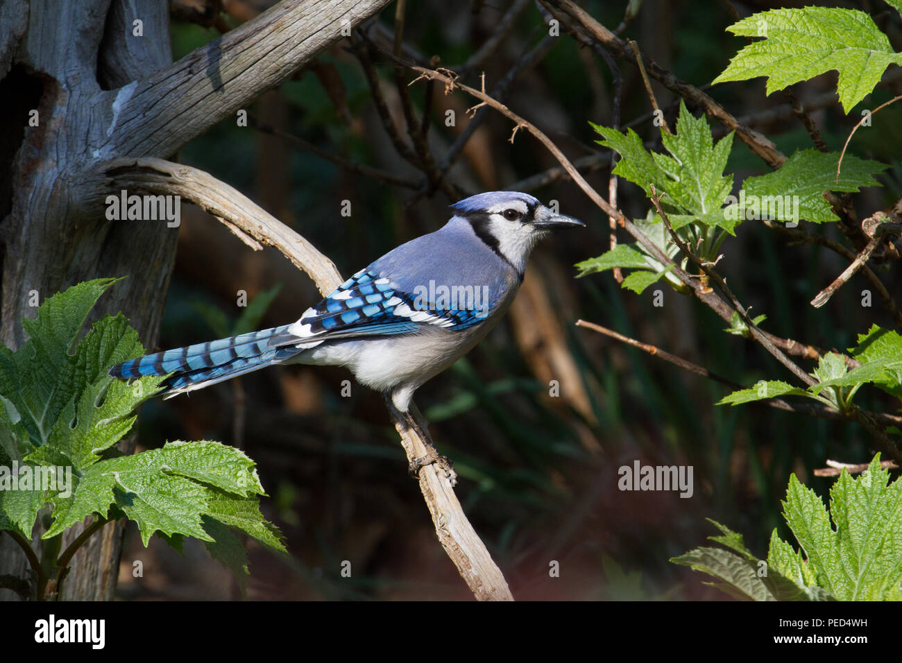Portrait of a blue jay Stock Photo - Alamy