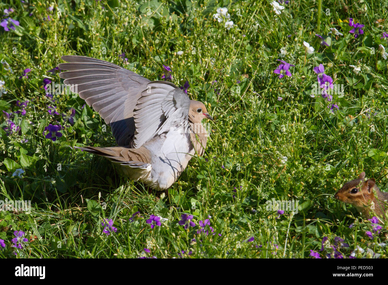 Interspecific Competition Birds