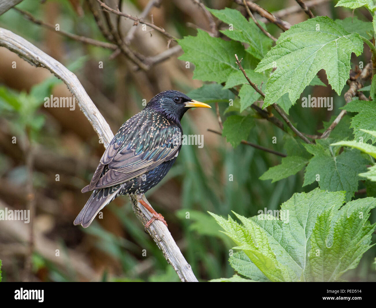 Common starling portrait hi-res stock photography and images - Alamy
