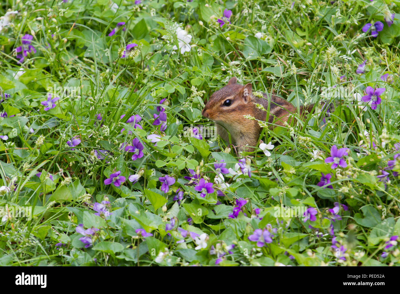 Chipmunk among violets hi-res stock photography and images - Alamy