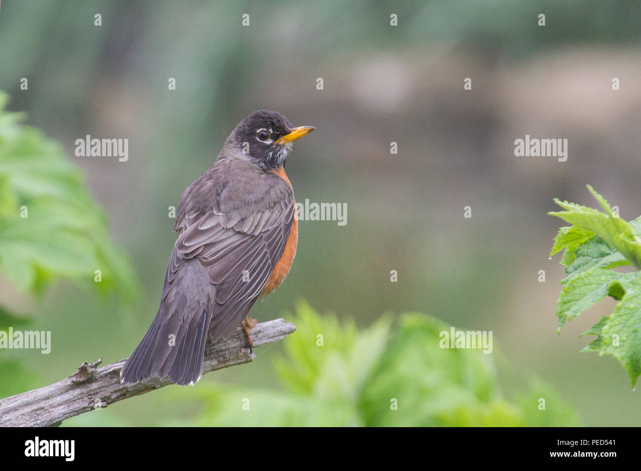 White corners on tail hi-res stock photography and images - Alamy